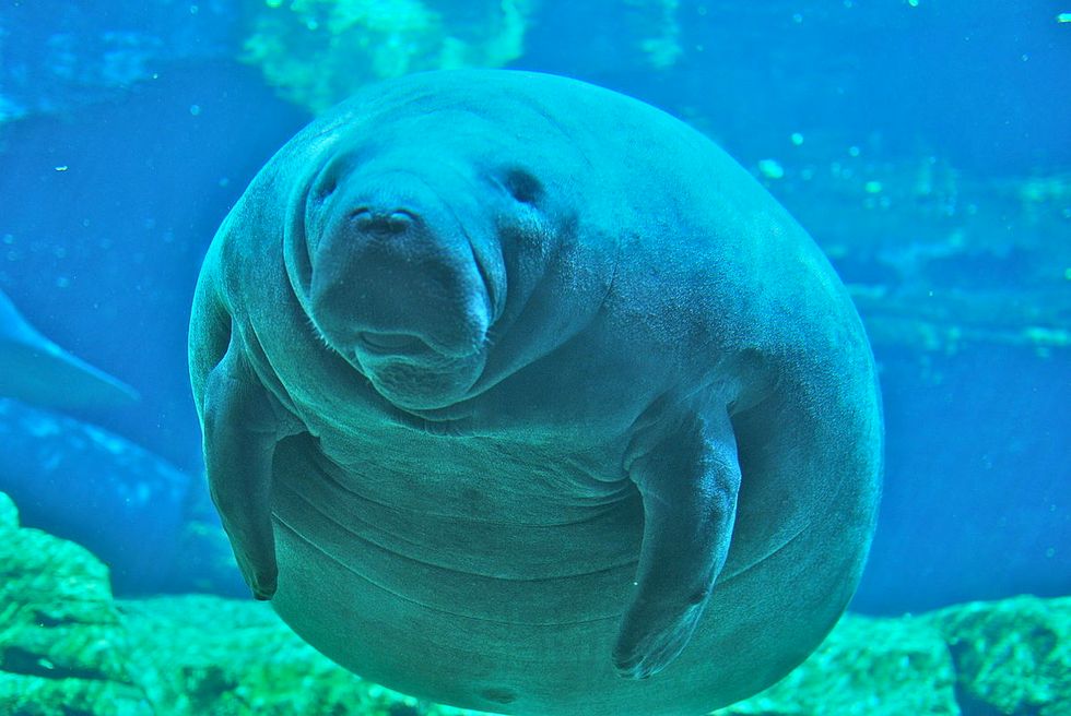 5 Reasons The Manatee Is My Spirit Animal