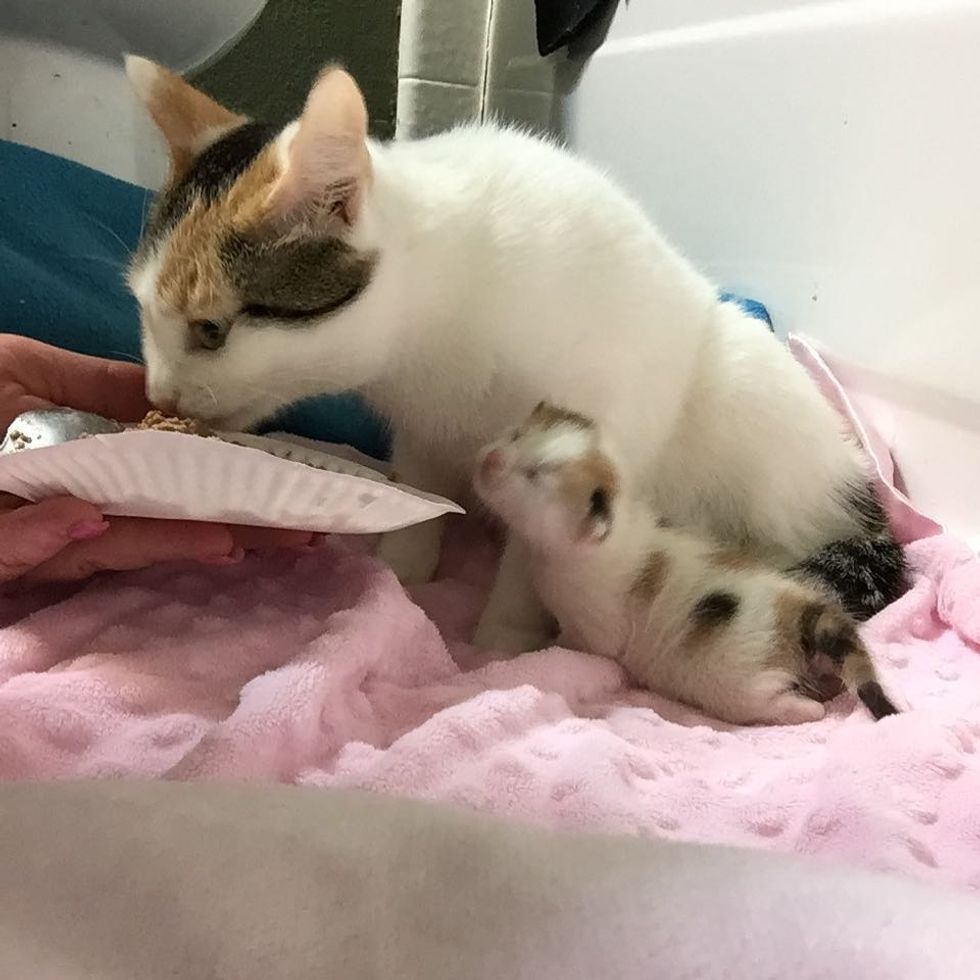 Cat Mama And Her Only Kitten Saved from Shelter - She Can't Stop ...