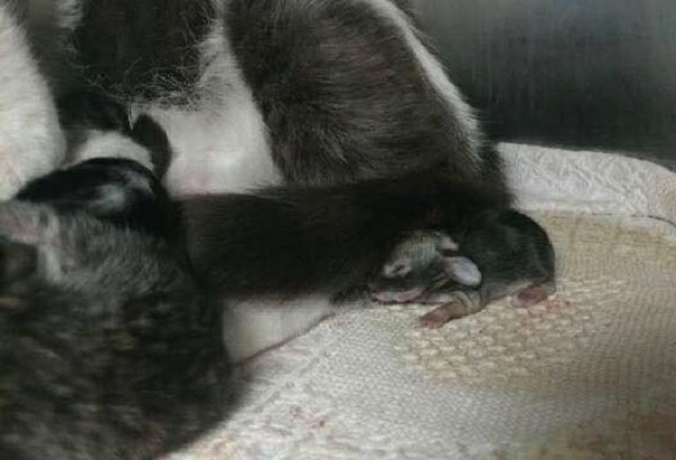 Rescue Cat Mama Takes in an Orphaned Bunny and Saves His Life. - Love Meow