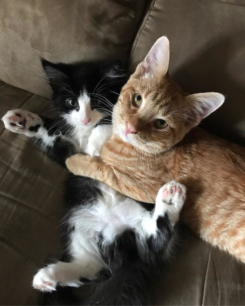 Ginger Cat Becomes Substitute Dad to 4 Foster Kittens Who are In Need ...