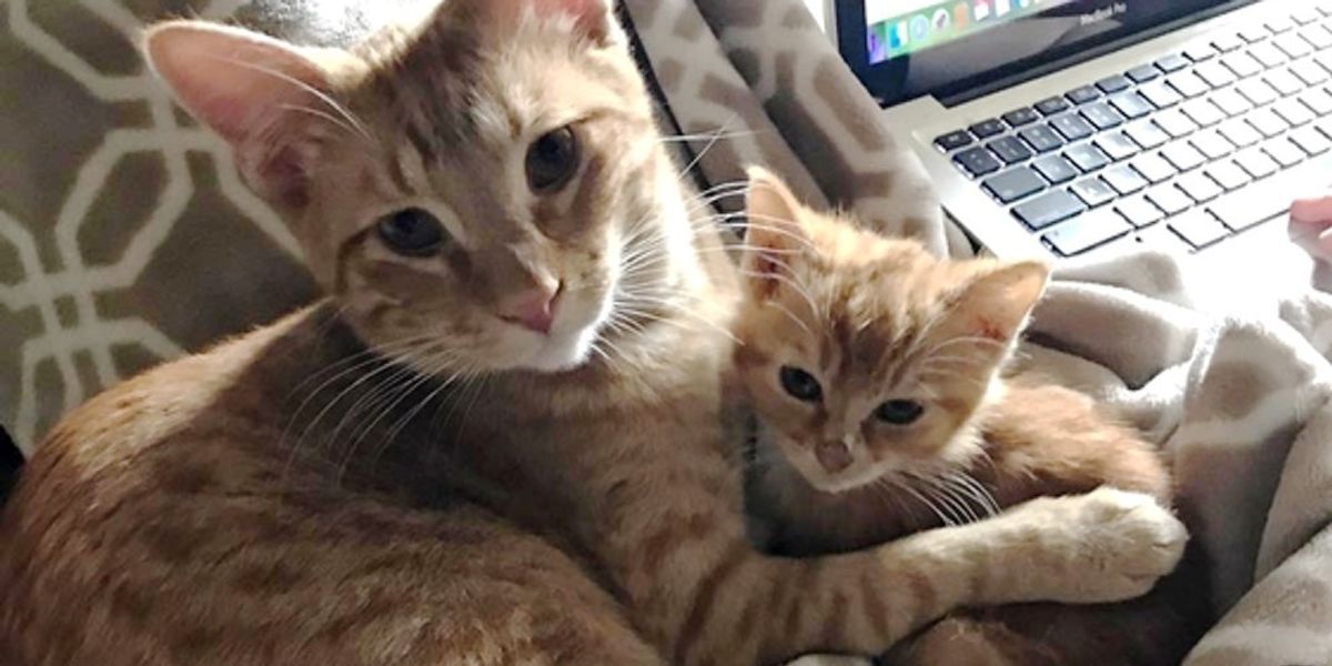 Ginger Cat Becomes Substitute Dad to 4 Foster Kittens Who are In Need ...