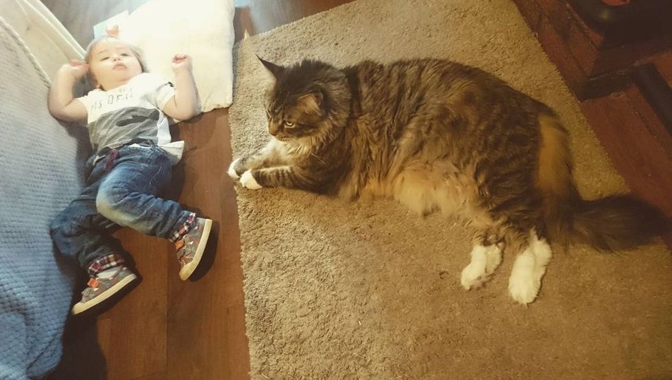 World's Biggest Maine Coon Watches Over His Tiny Brother - Love Meow