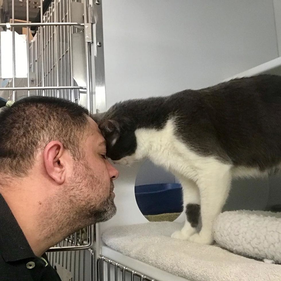 Man Has Best Job Where He Saves Cats and Kittens and Gives the ...