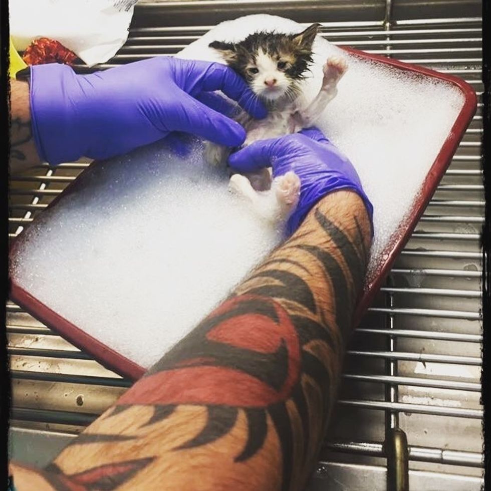 Man Has Best Job Where He Saves Cats and Kittens and Gives the ...