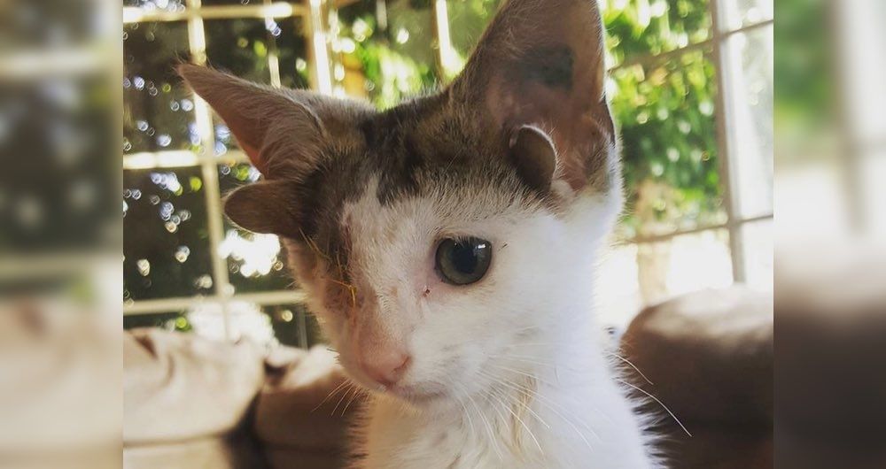Kitten with 4 Ears and One Eye Rescued From Under a House, Finds ...