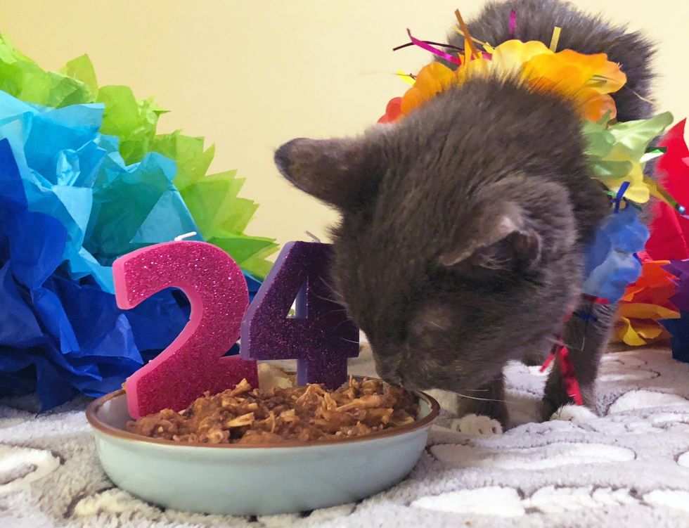Super Senior Cat Turns 24, One Year After She Was Rescued From Shelter ...