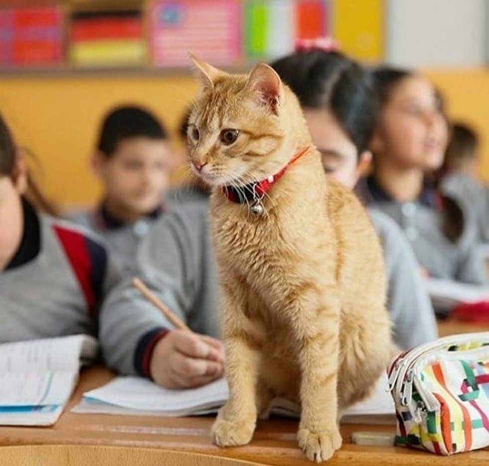 Stray Cat Wanders Into School Classroom and Decides to "Help" and Make ...