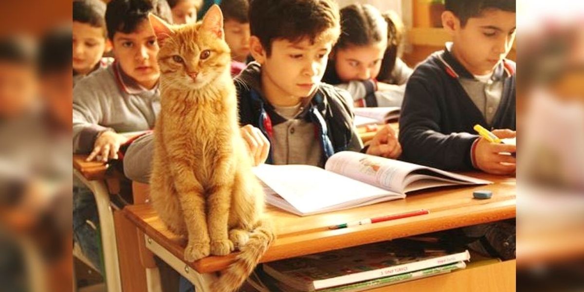 Stray Cat Wanders Into School Classroom and Decides to "Help" and Make ...