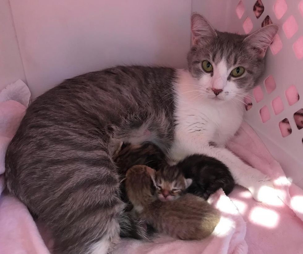 Cat Mom Found as Stray Won't Leave Her Kittens Until She Finds Someone ...