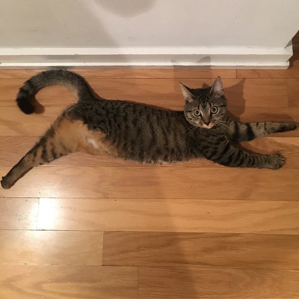 3-legged Cat Saved From a Fence Defies All Odds - She Can Do Anything ...