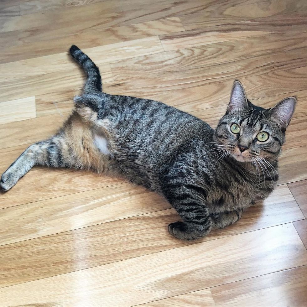 3-legged Cat Saved From a Fence Defies All Odds - She Can Do Anything ...