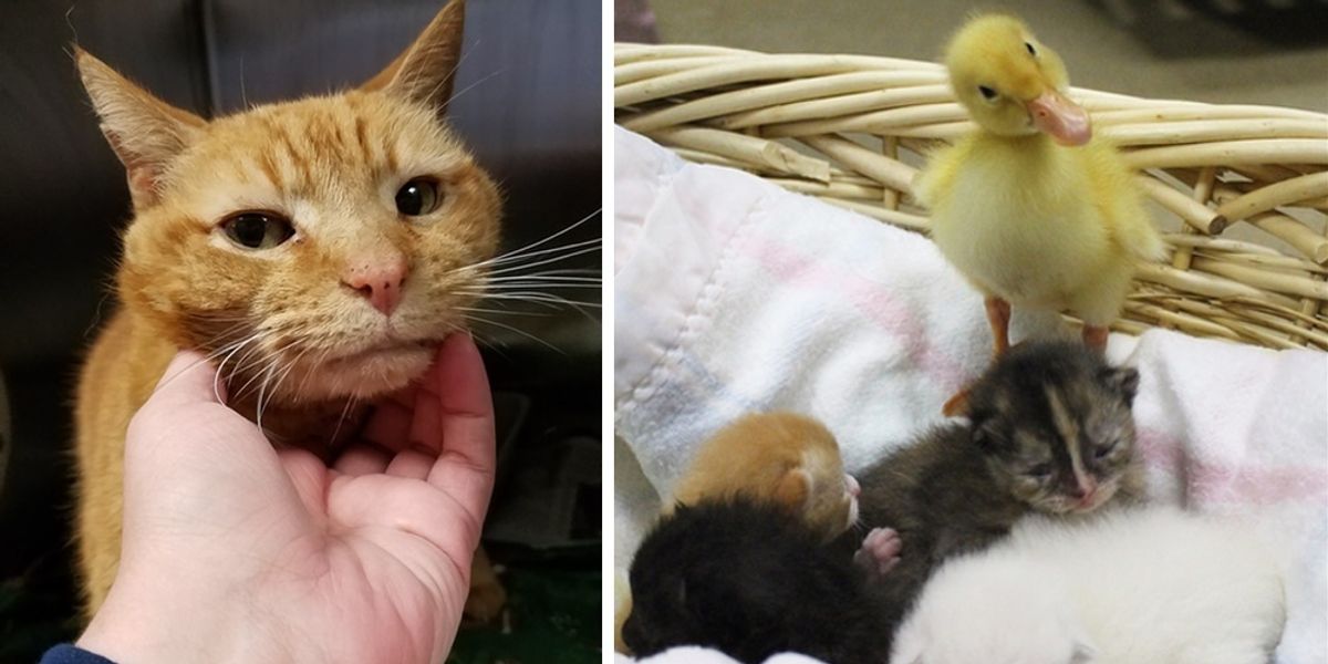 Saving One Shelter Cat Turns Into 12 More Lives Rescued, Including a ...