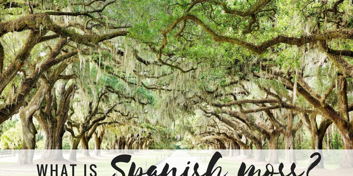 The mystery of Spanish moss: How and where does it grow? - It's a ...