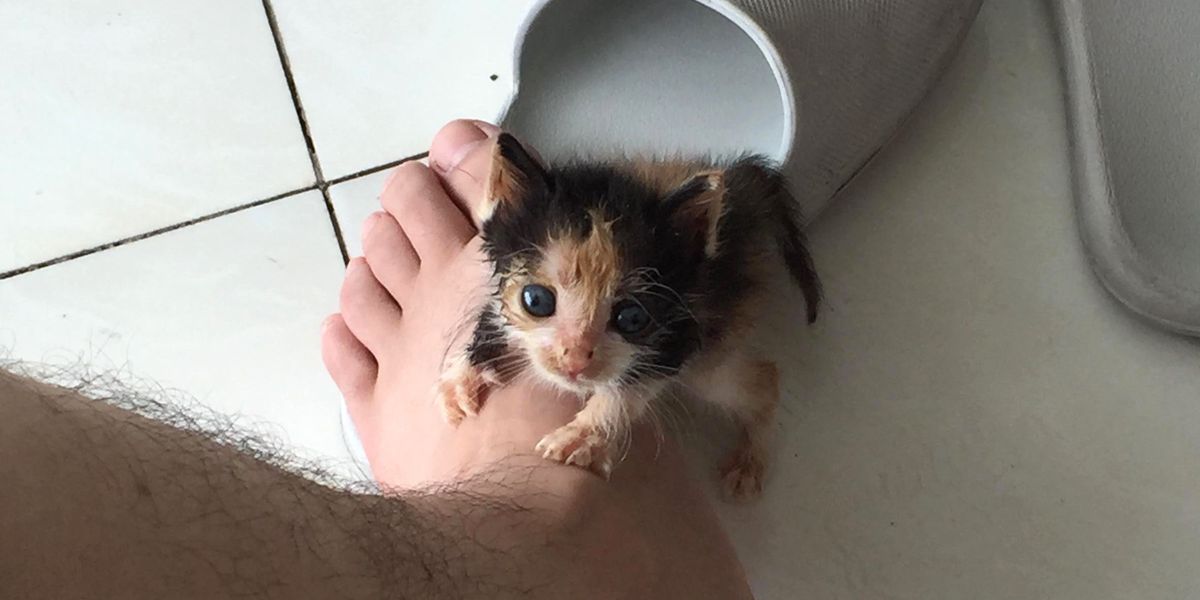 Tiny Kitten Rejected by Her Own Mom Finds Love in This Guy… - Love Meow