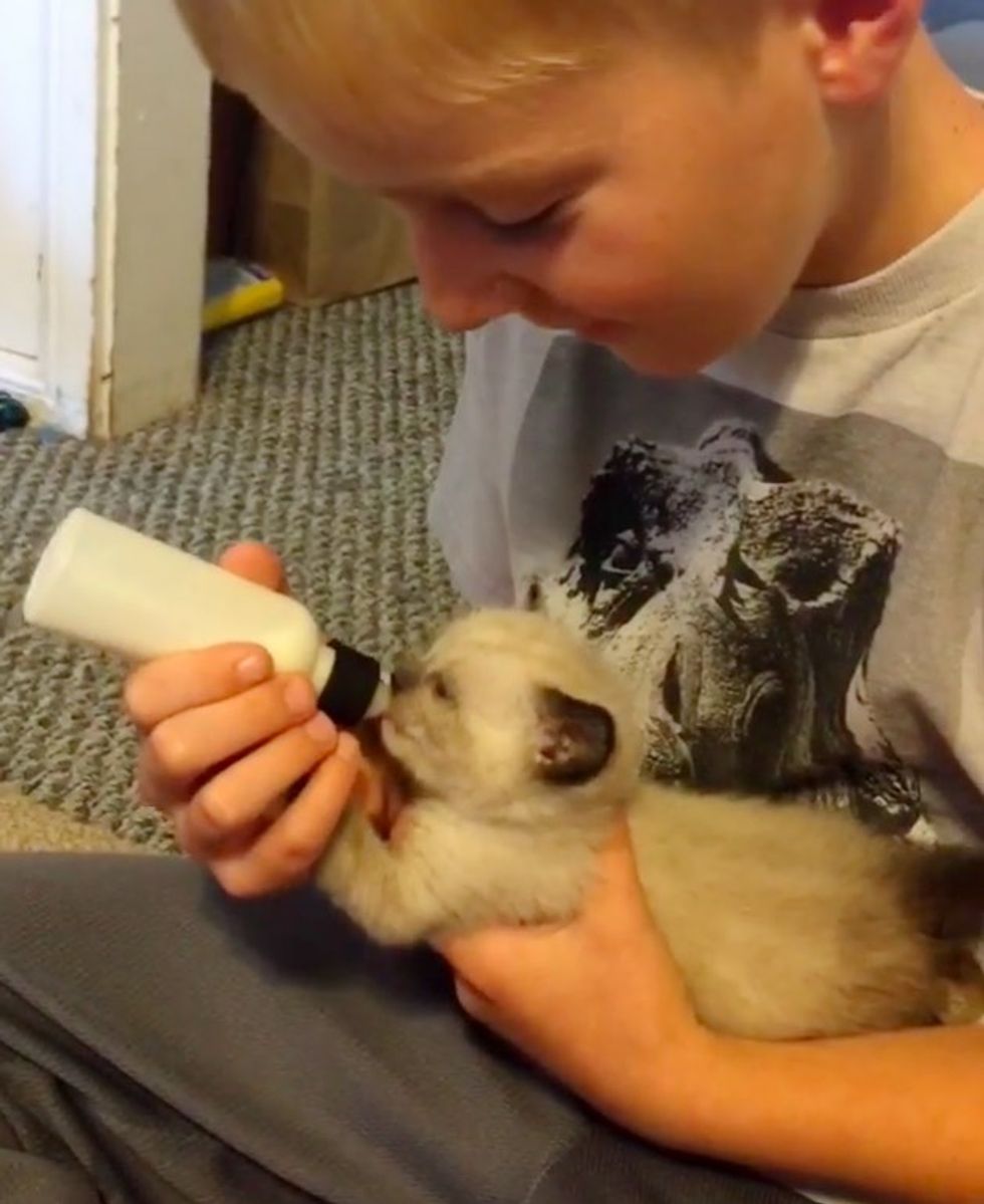 10-year-old Boy Calms Crying Abandoned Kitten and Finds Her a New Cat ...