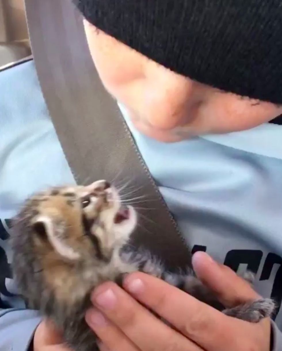 10-year-old Boy Calms Crying Abandoned Kitten and Finds Her a New Cat ...