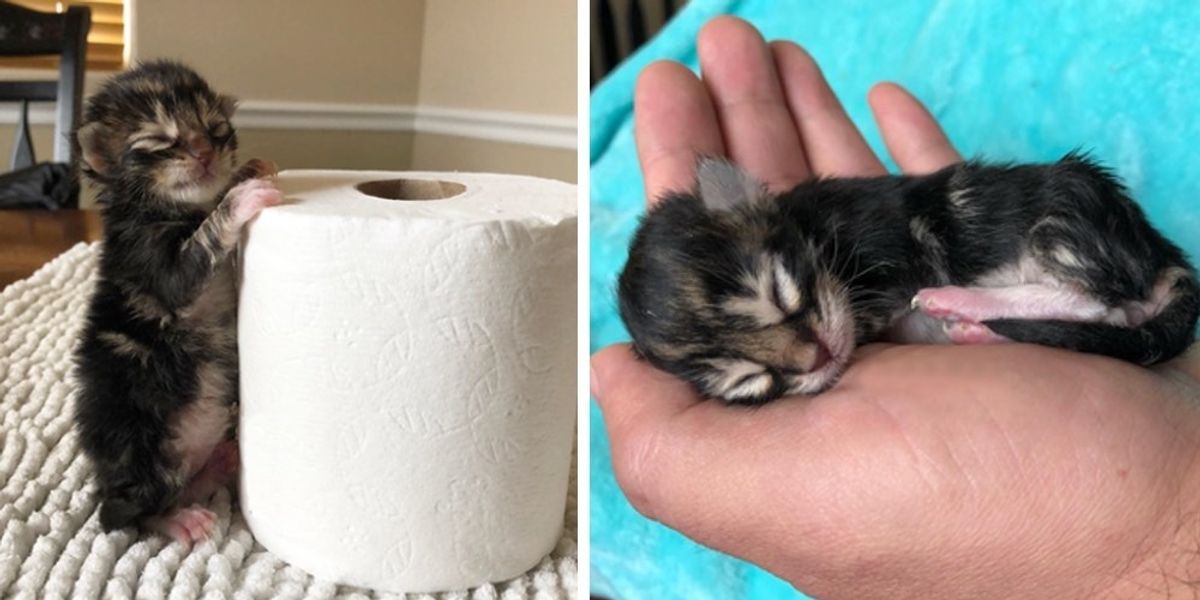 Kitten Found Ice Cold in a Bush With Her Siblings, is Brought Back From ...