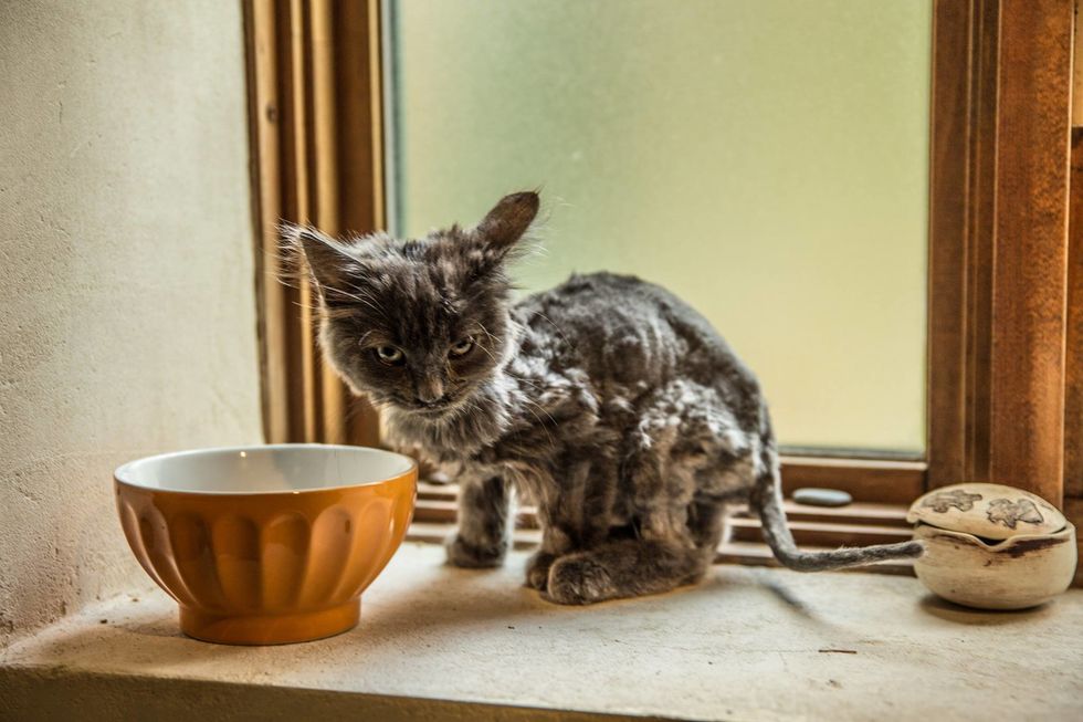 Scraggly Cat Found by the Road Comes Running When a Man Stopped for Her ...