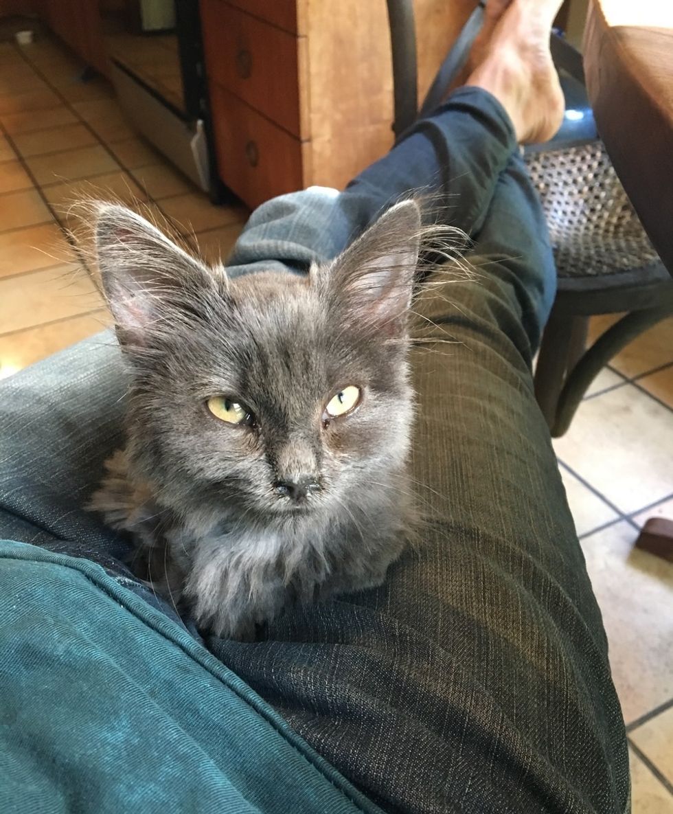 Scraggly Cat Found by the Road Comes Running When a Man Stopped for Her ...