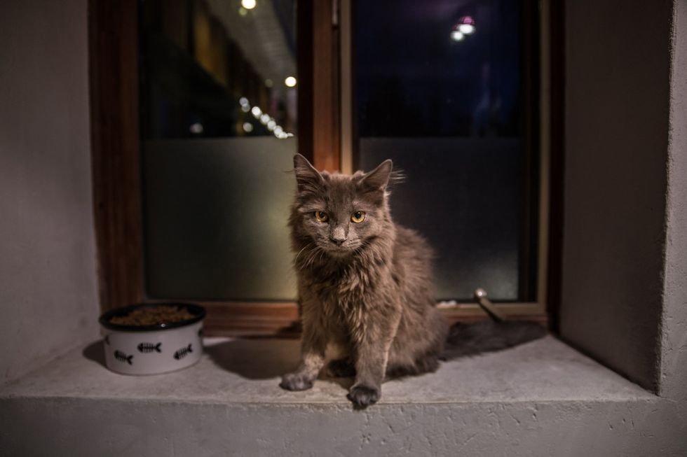 Scraggly Cat Found by the Road Comes Running When a Man Stopped for Her ...