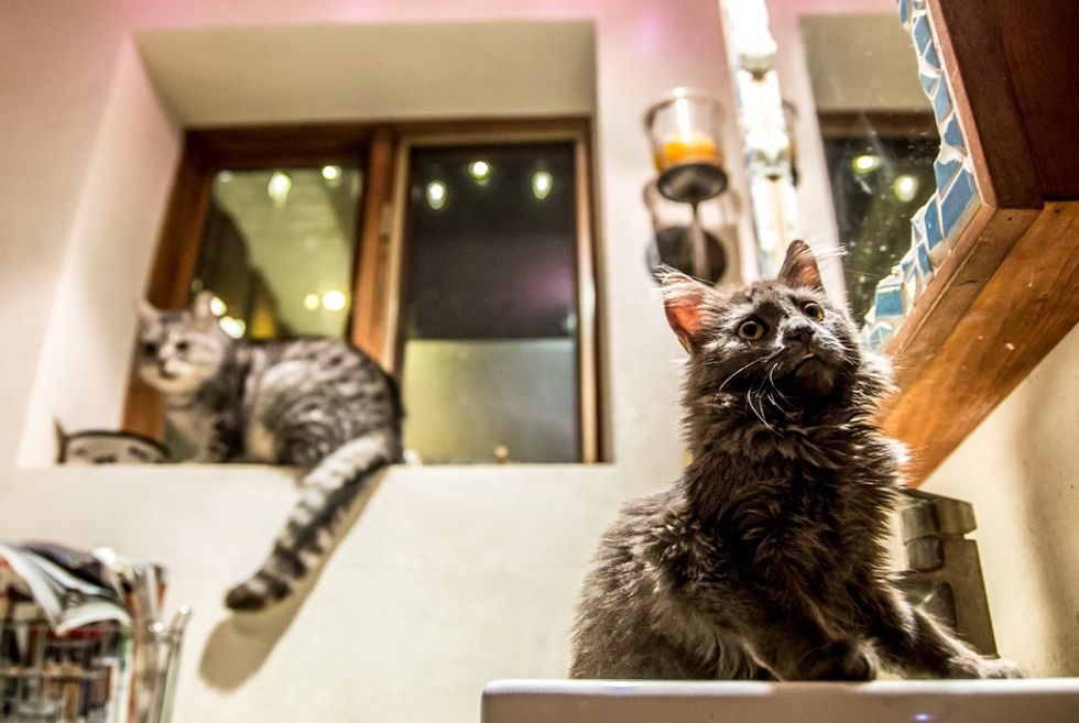 Scraggly Cat Found by the Road Comes Running When a Man Stopped for Her ...