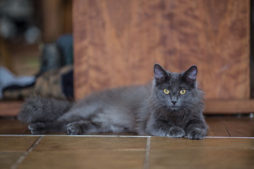 Scraggly Cat Found by the Road Comes Running When a Man Stopped for Her ...