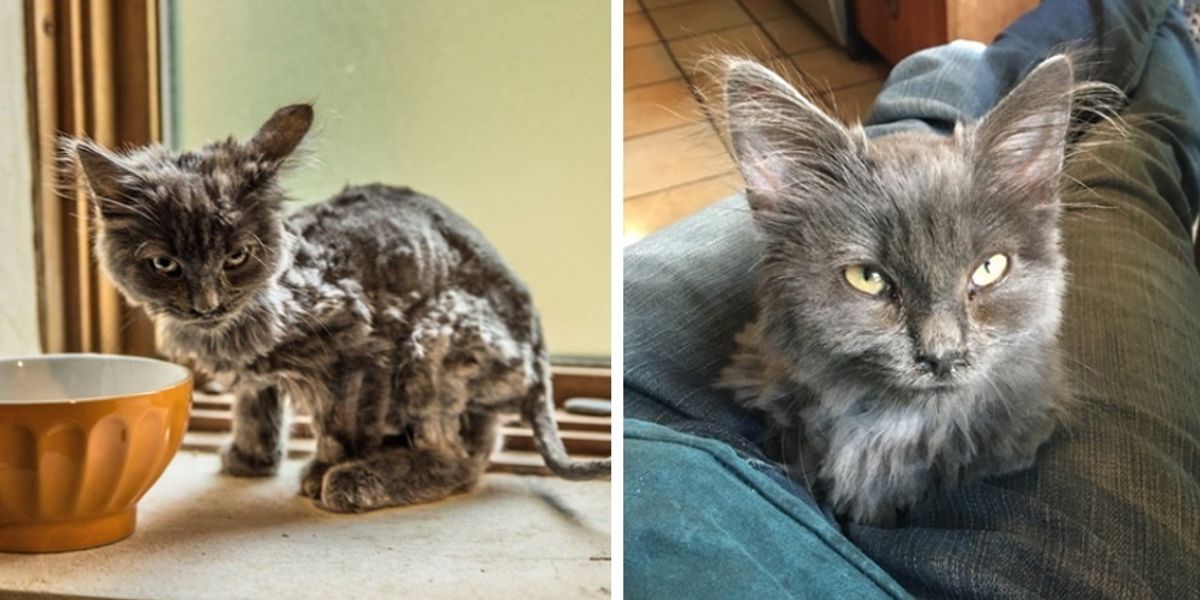 Scraggly Cat Found by the Road Comes Running When a Man Stopped for Her ...