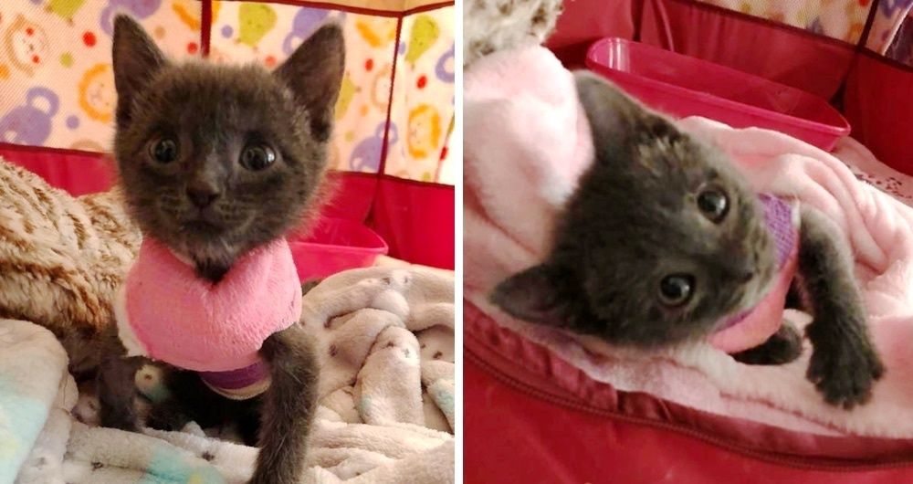 Kitten Cheated Death and Never Stopped Fighting and Purring Despite Her ...