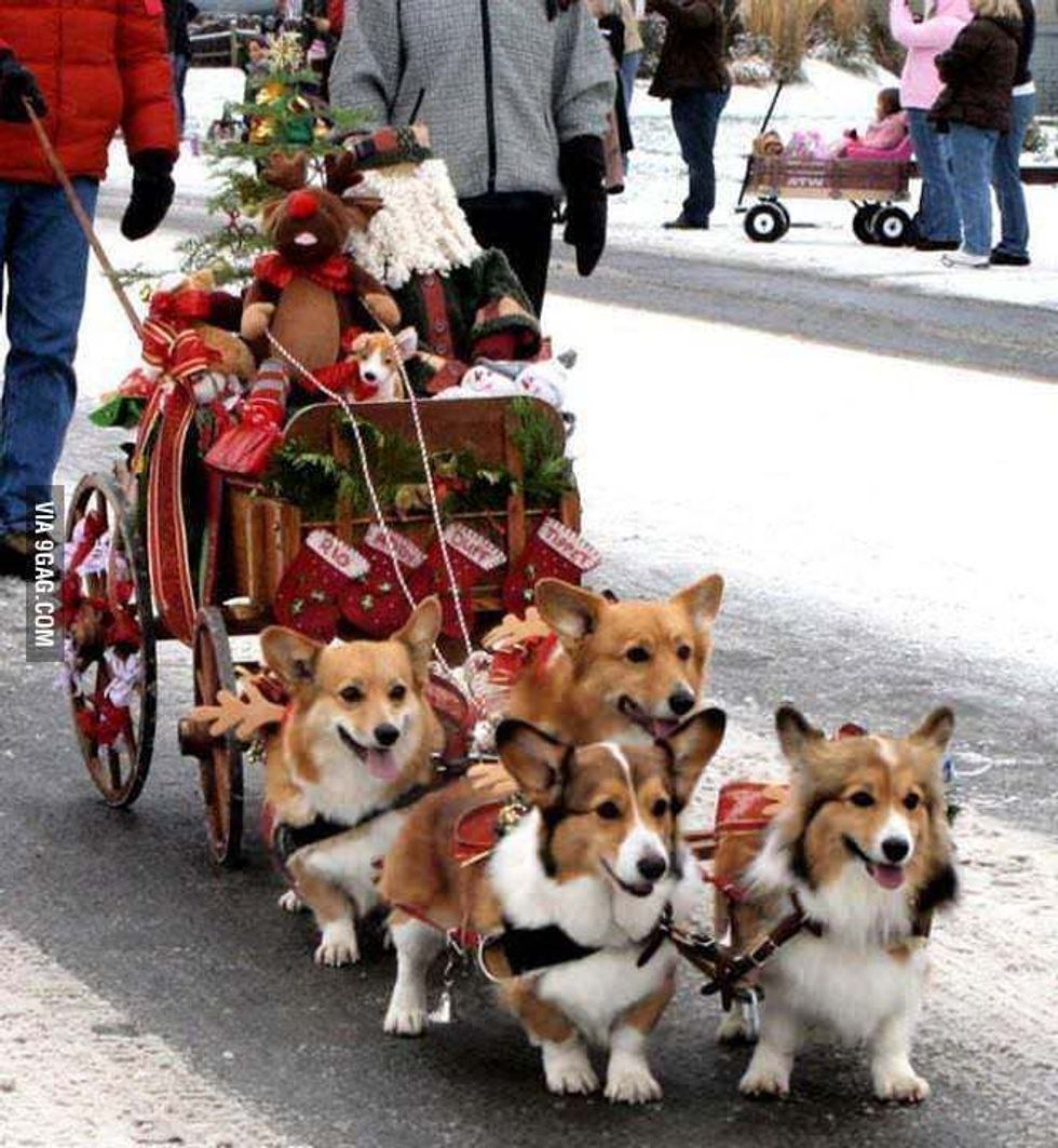 18 Things That Are Better With Corgis