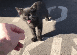 Homeless Kitten Finds Someone He Loves and Follows Him Everywhere He ...