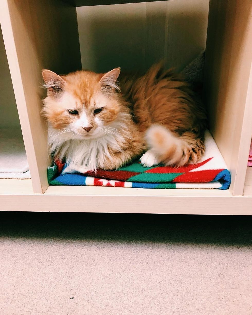 Cat Walked 12 Miles Back to His Original Family But Met with Heartbreak ...