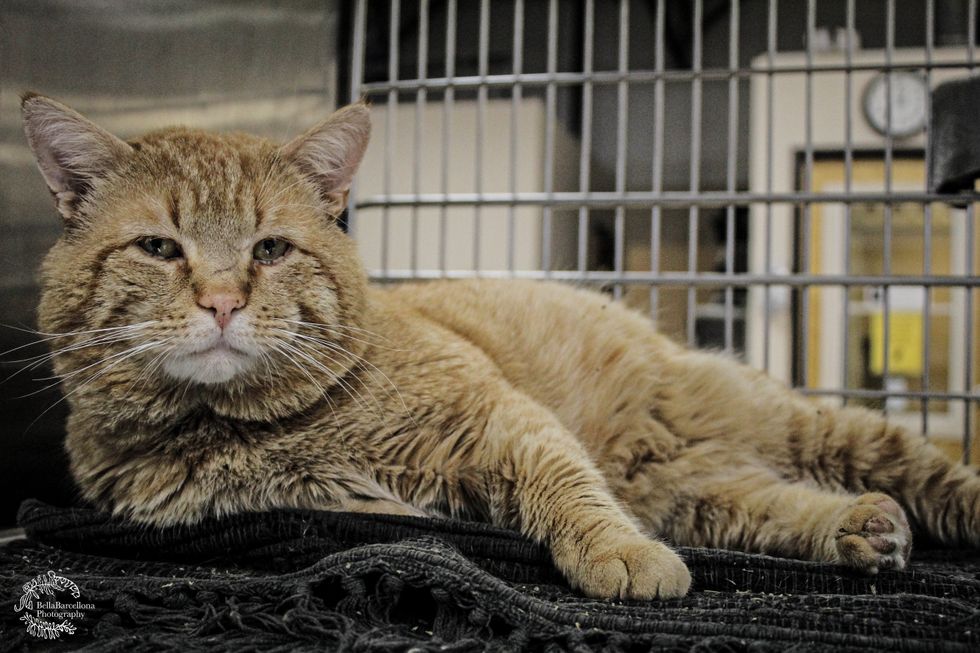 Cat with Squeaky Meow Finds His Purr-fect Match After Living on the ...