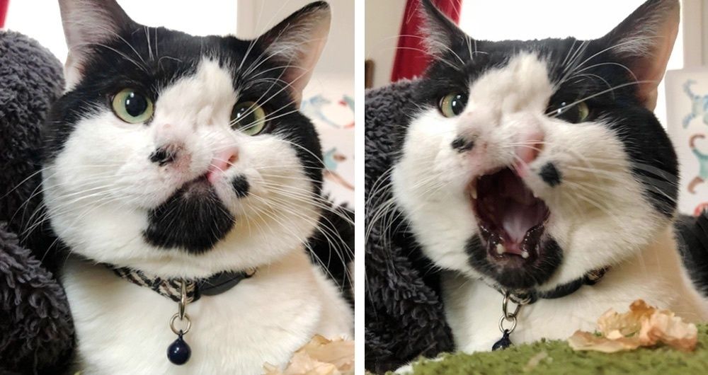 Woman Saves a 2-Nosed Cat While Other Shelters Turn Him Down - Love Meow