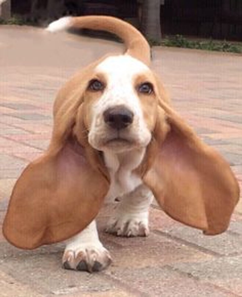 12 Photos Of Basset Hounds That Will Make You Fall In Love Despite ...