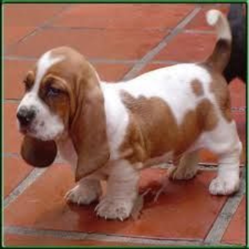 12 Photos Of Basset Hounds That Will Make You Fall In Love Despite ...