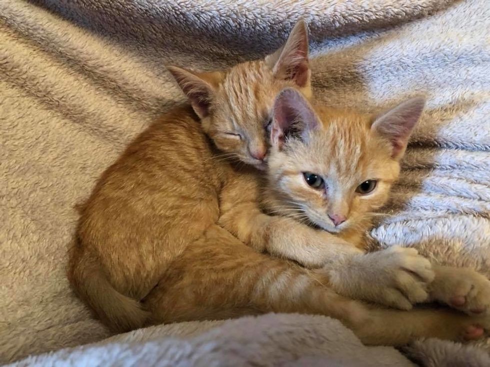 2 Ginger Kittens Rescued From Heartbreaking Situation, Find Someone ...