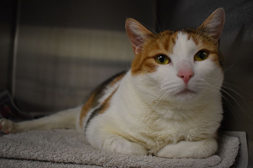 Wobbly Cat Comforts Rescued Animals That Come Through Shelter, and ...