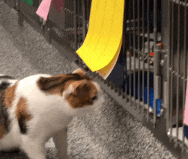 Wobbly Cat Comforts Rescued Animals That Come Through Shelter, and ...