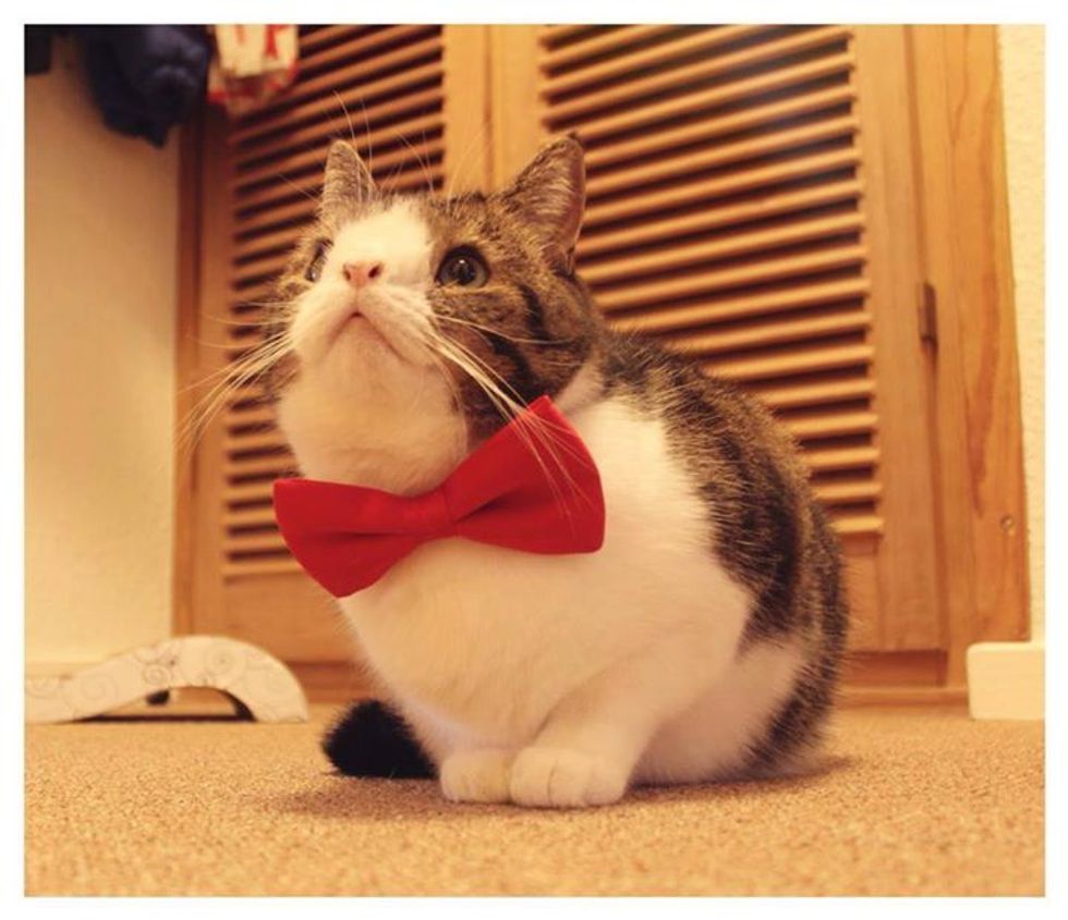 5 Famous Special Needs Cats And Their Inspirational Stories