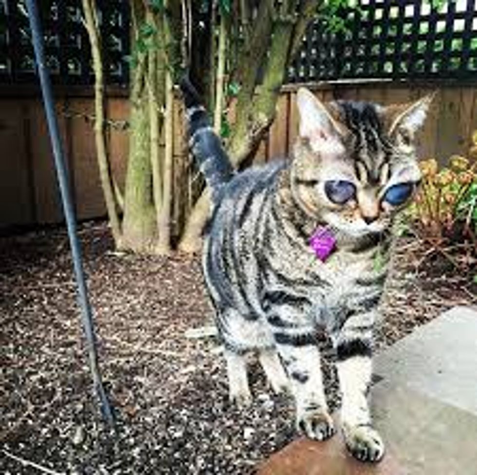 5 Famous Special Needs Cats And Their Inspirational Stories