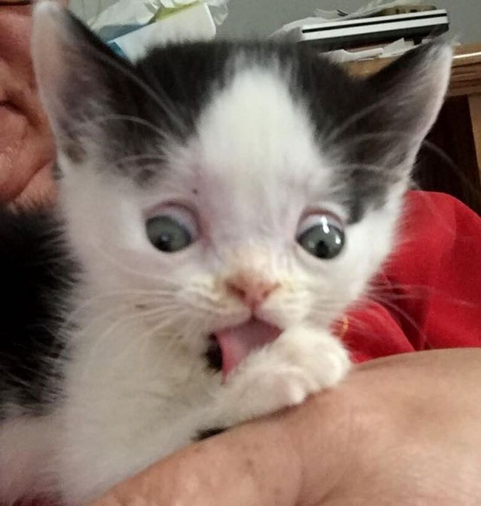 5 Famous Special Needs Cats And Their Inspirational Stories