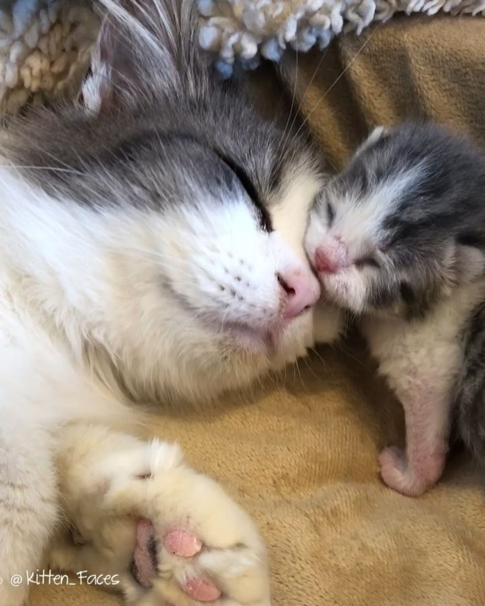 Cat Mom Takes In Orphaned Kittens and Raises Them as Her Own - Love Meow