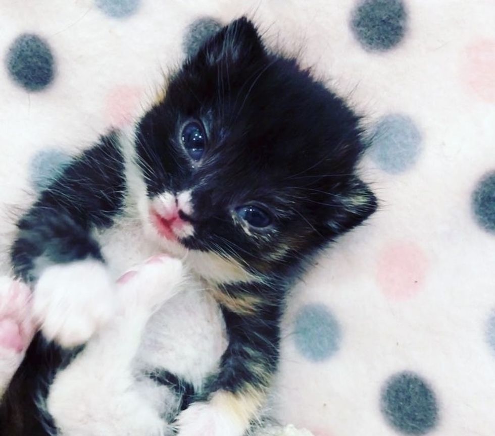 Kitten with Cleft Palate No One Knew Would Survive Her First Night ...