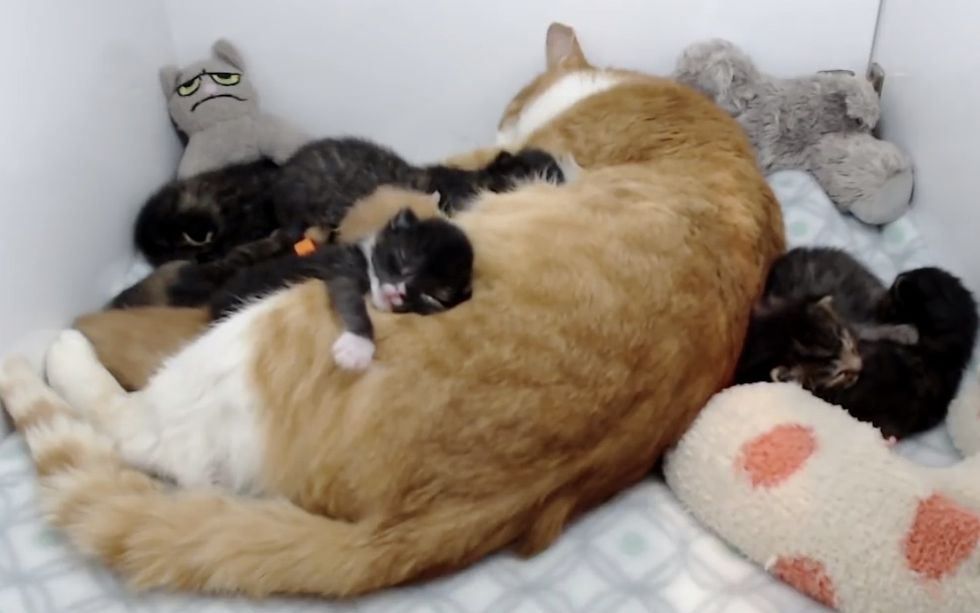 Kitten with Cleft Palate No One Knew Would Survive Her First Night ...