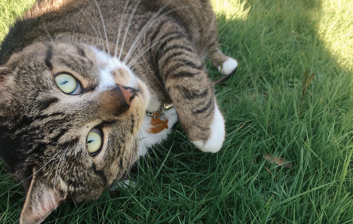 7 Health And Life Benefits Of Owning An Animal With 9 Lives