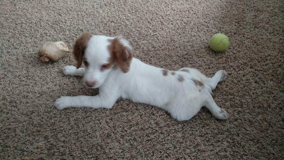 15 Cute Dog Breeds For When You Need More Cuteness In Your Life