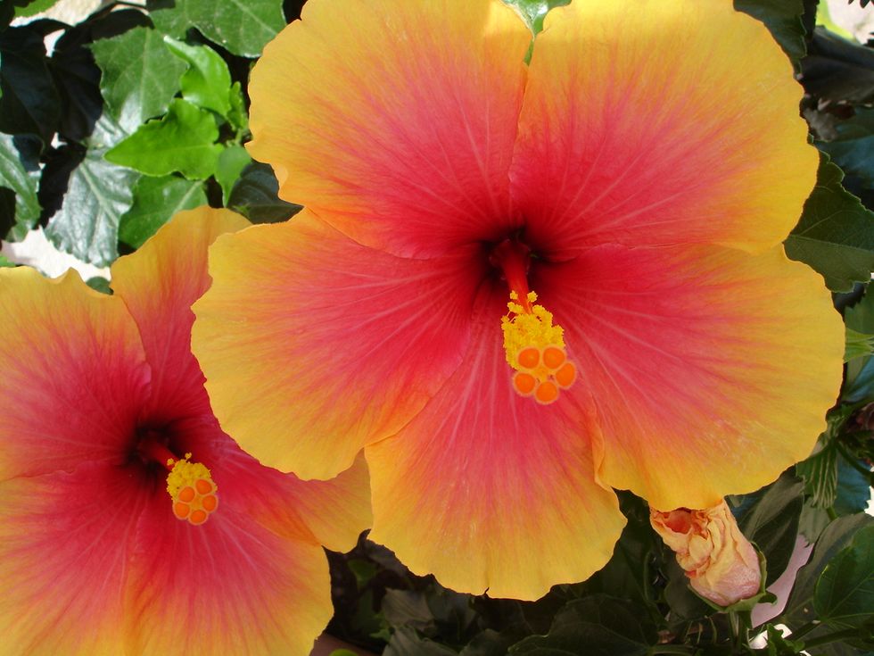 9 Plants That Will Turn Your Garden Into A Summer Rainbow