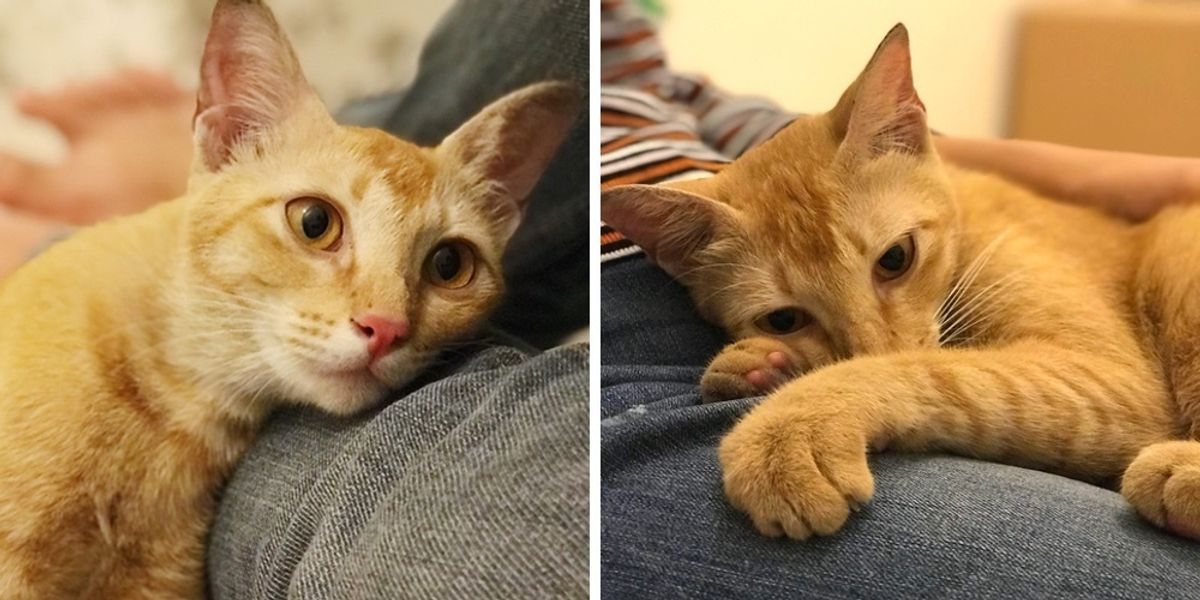 Stray Kitten Follows Woman Home During Storm and Won't Let Her Go ...