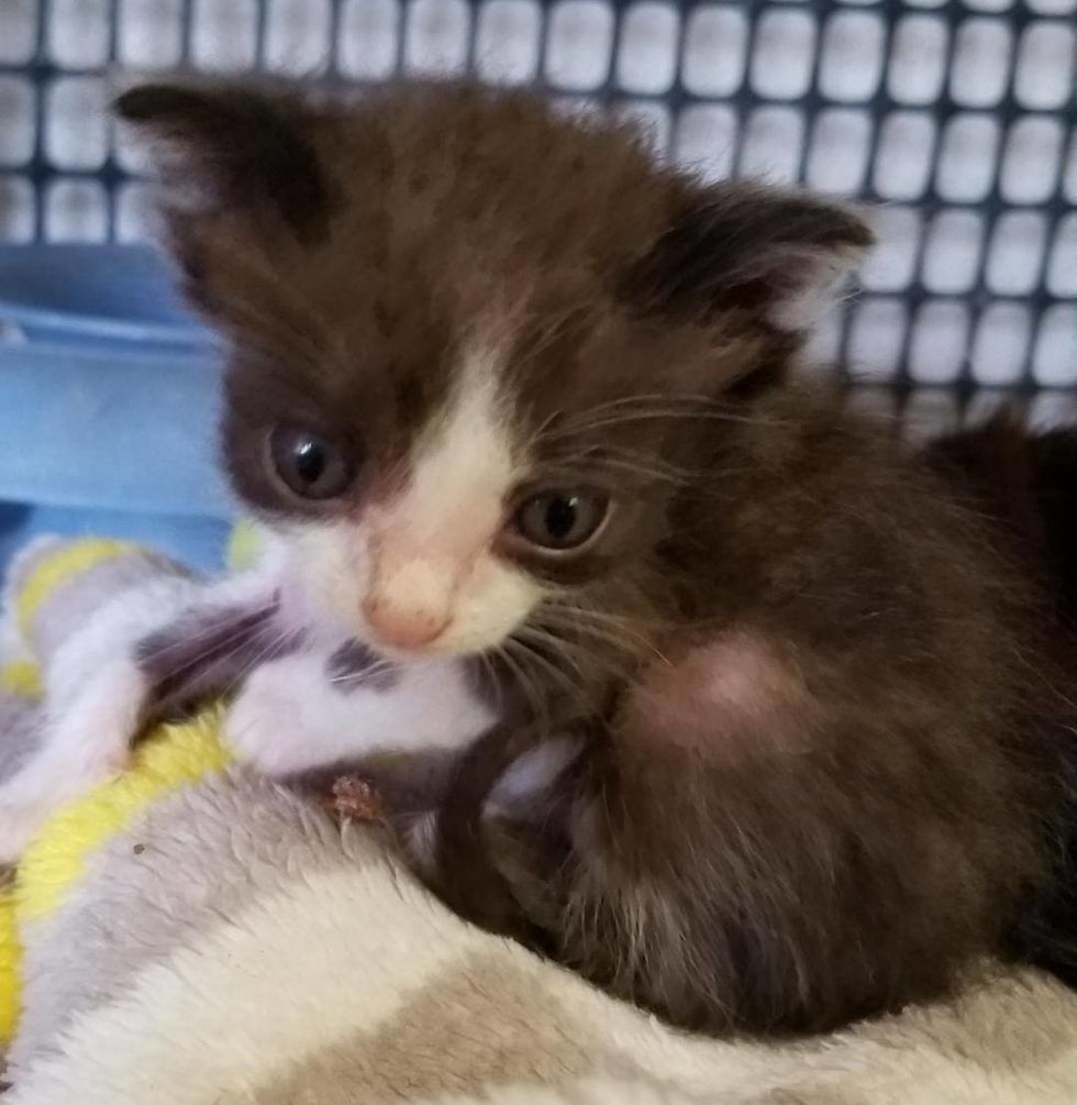Runty Kitten Rejected by His Cat Mom, Finds Comfort Swaddled in Blanket ...