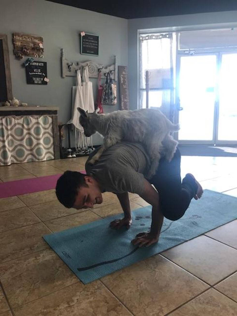 11 G.O.A.T Goat Puns To Caption Your Goat Yoga Instagram Post With